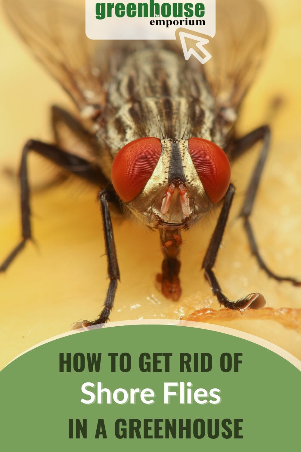 Organic Pest Control Of Shore Flies In A Greenhouse