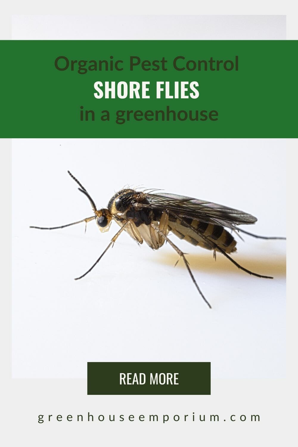 Organic Pest Control Of Shore Flies In A Greenhouse