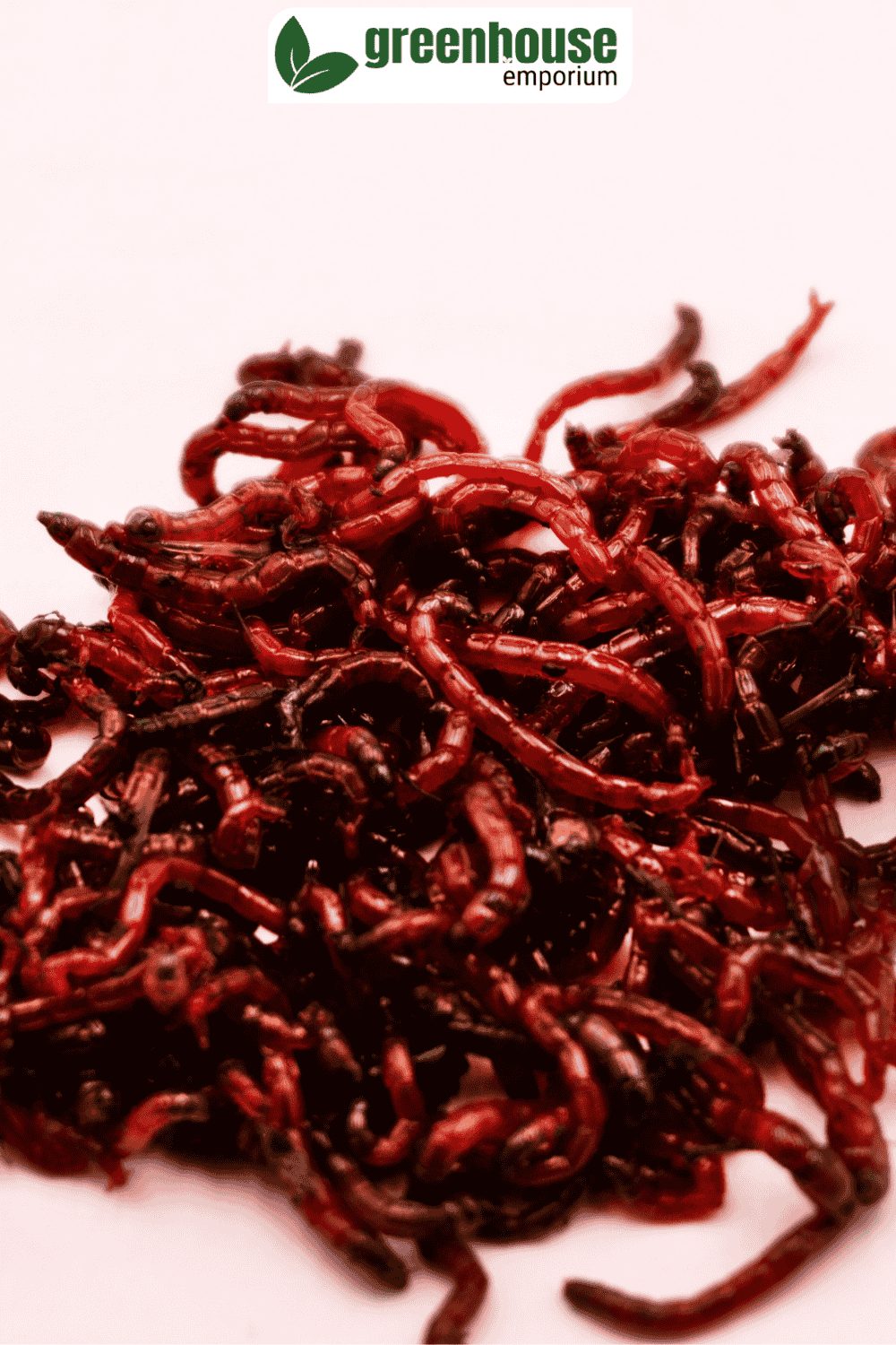 How To Get Rid Of Bloodworms In Your Greenhouse