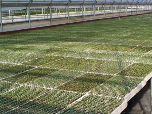 RSI Hydroponic Floating Seeding Tray | Greenhouse Emporium