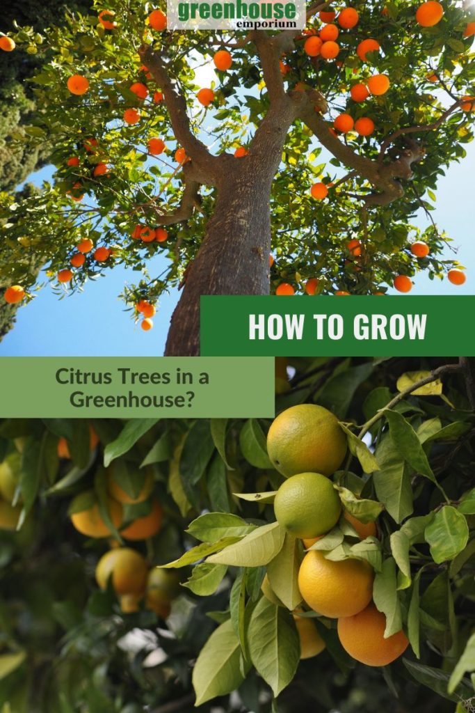 How To Grow Citrus Trees In A Greenhouse | Greenhouse Emporium