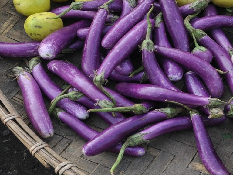 How To Grow Eggplants In A Greenhouse Greenhouse Emporium