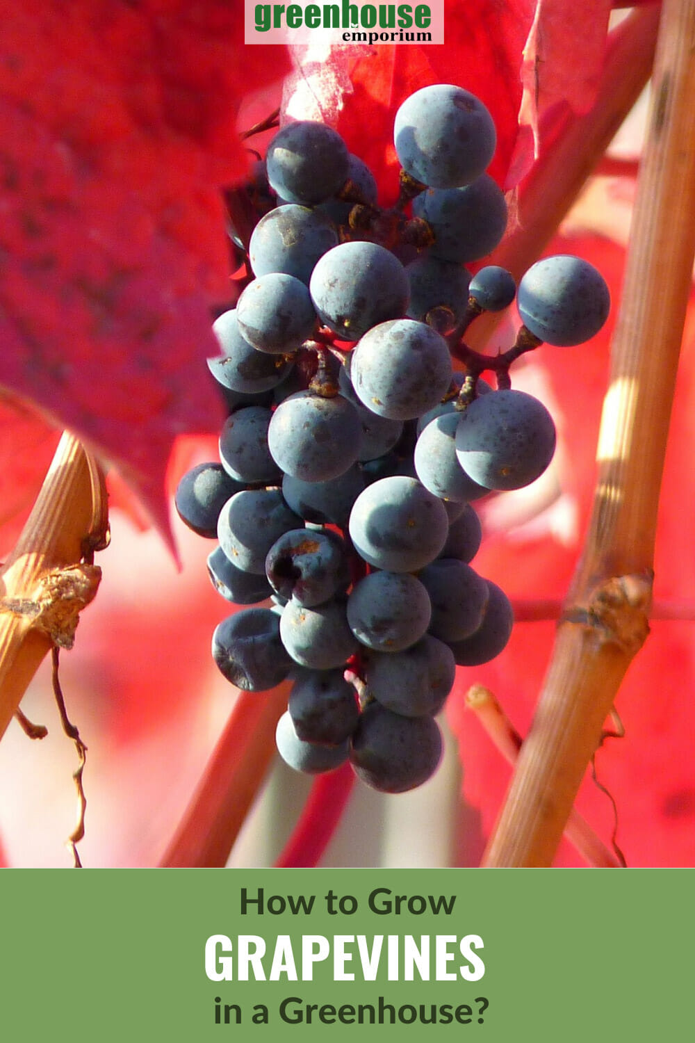 How To Grow Grapevines In A Greenhouse | Greenhouse Emporium