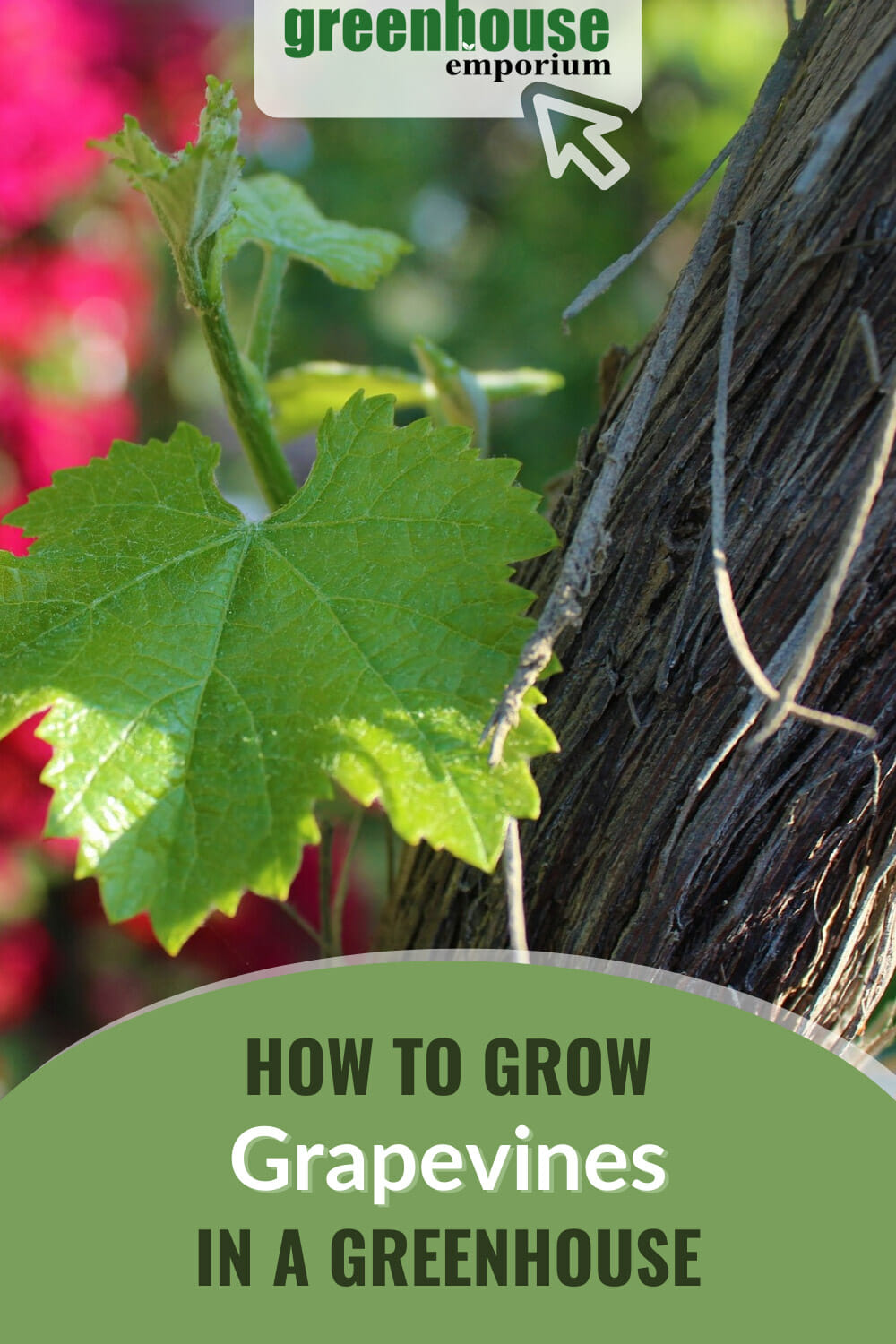 How To Grow Grapevines In A Greenhouse | Greenhouse Emporium