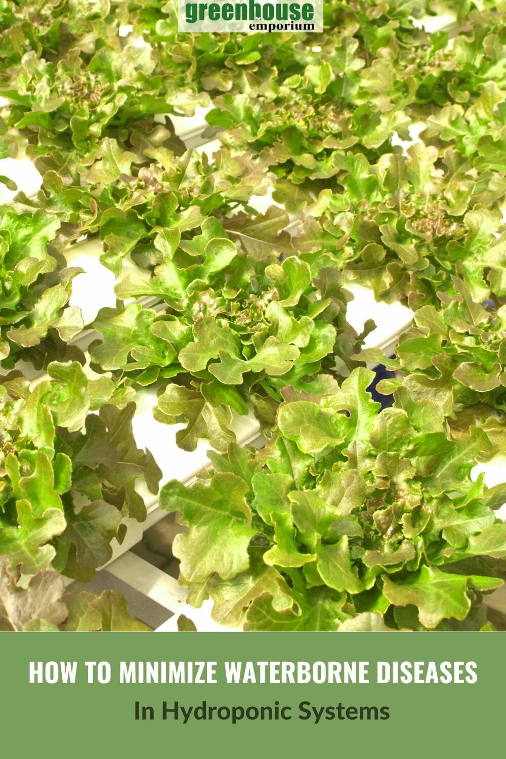 How To Prevent & Control Waterborne Diseases In Hydroponic Systems