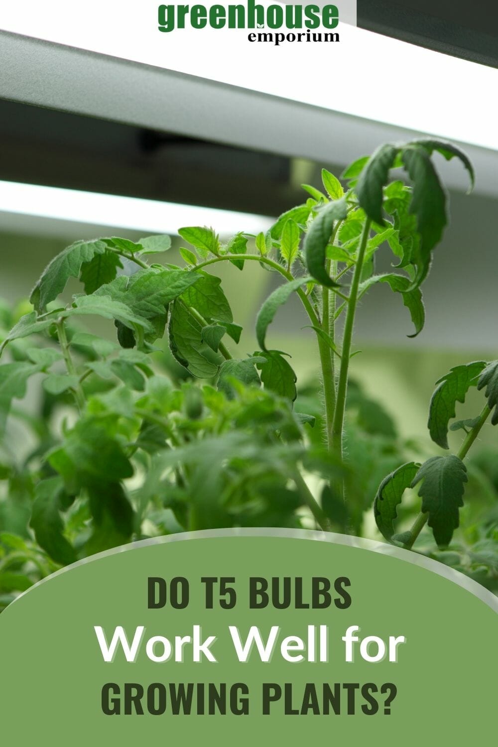 Do T5 Bulbs Work Well For Growing Plants? | Greenhouse Emporium