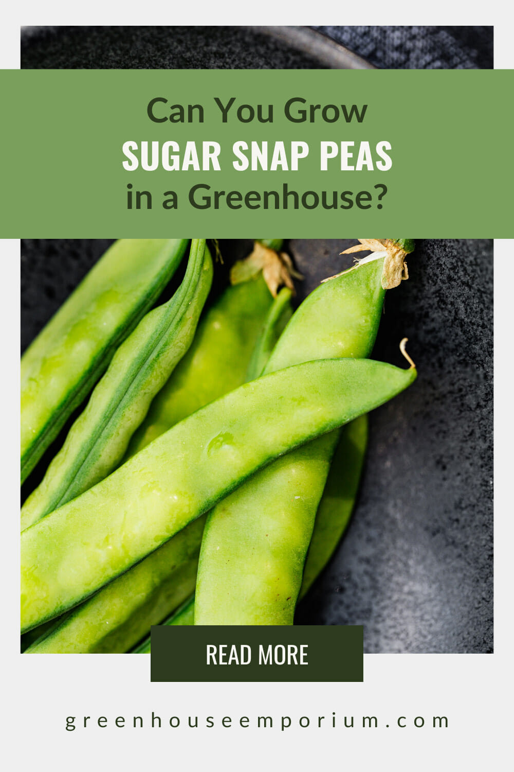 How To Grow Peas In A Greenhouse at Emily Jenkins blog