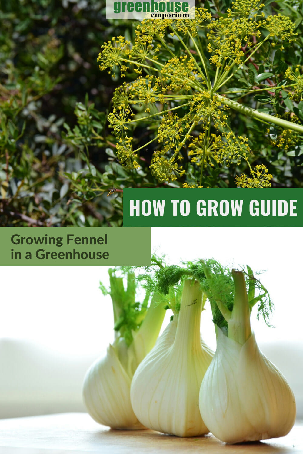 How To Grow Fennel In A Greenhouse | Greenhouse Emporium