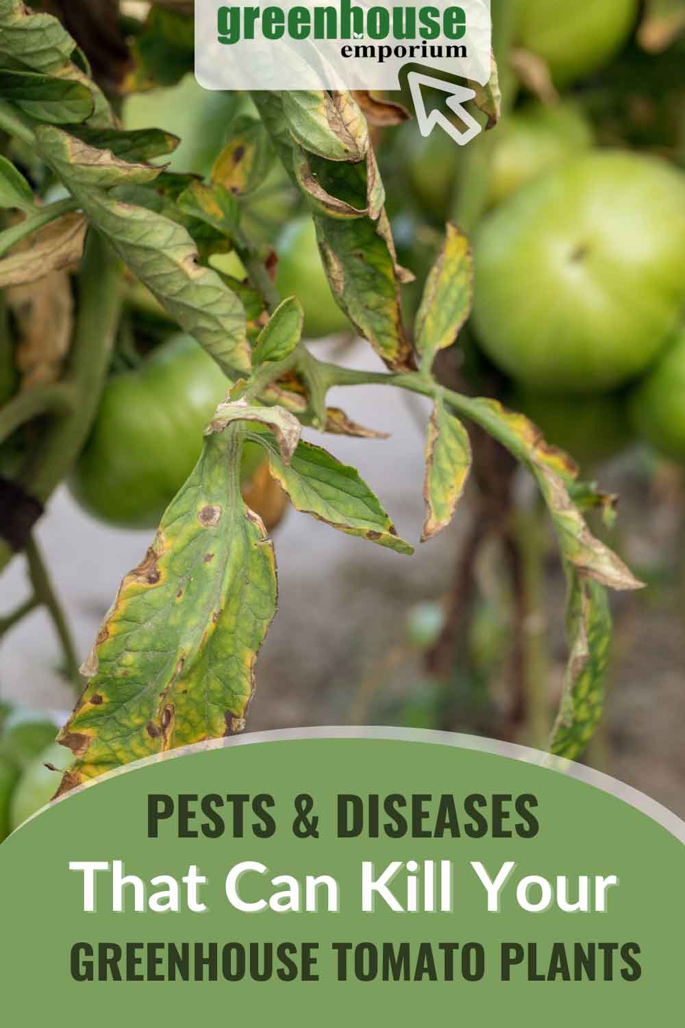 16 Tomato Pests And Diseases That Can Kill Your Greenhouse Tomato Plants