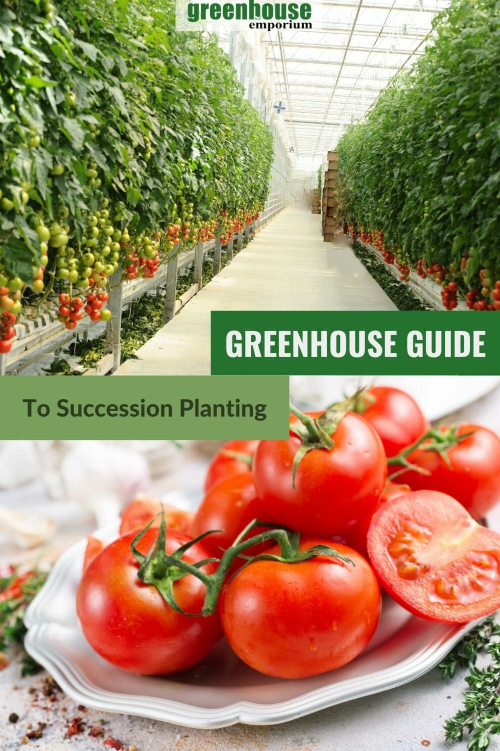 Maximize Your Greenhouse Garden: A Succession Planting Guide
