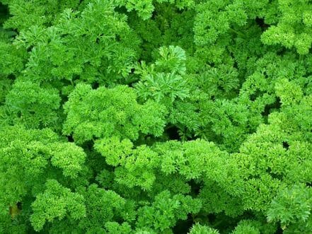 How To Grow Parsley In A Greenhouse | Greenhouse Emporium