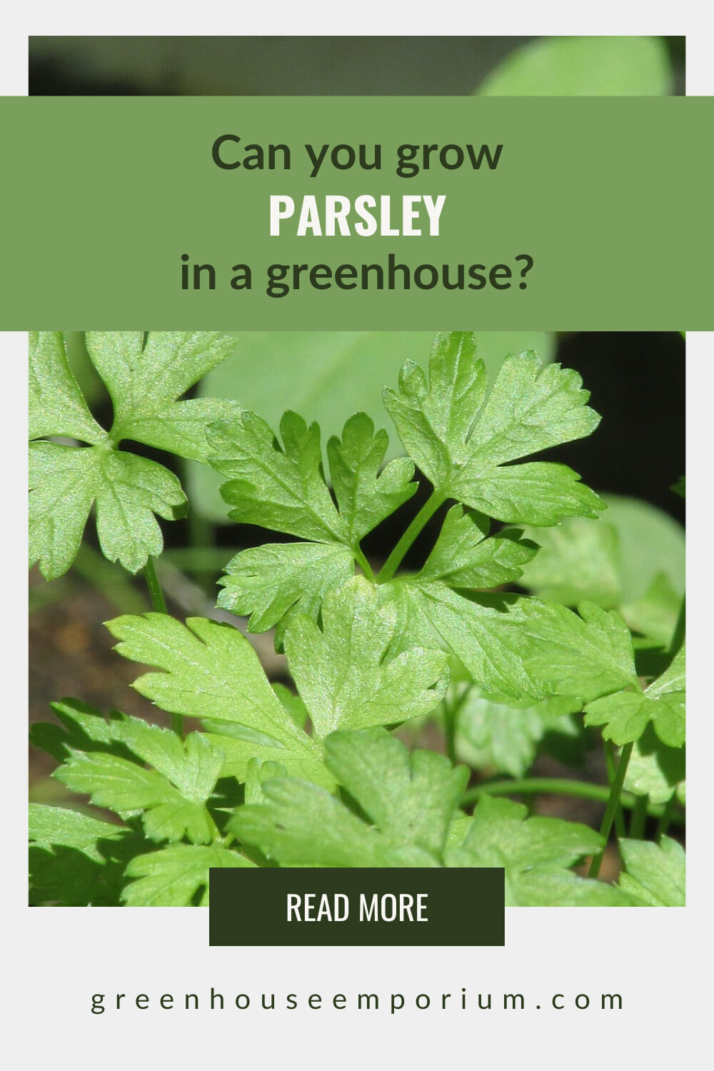 How To Grow Parsley In A Greenhouse | Greenhouse Emporium