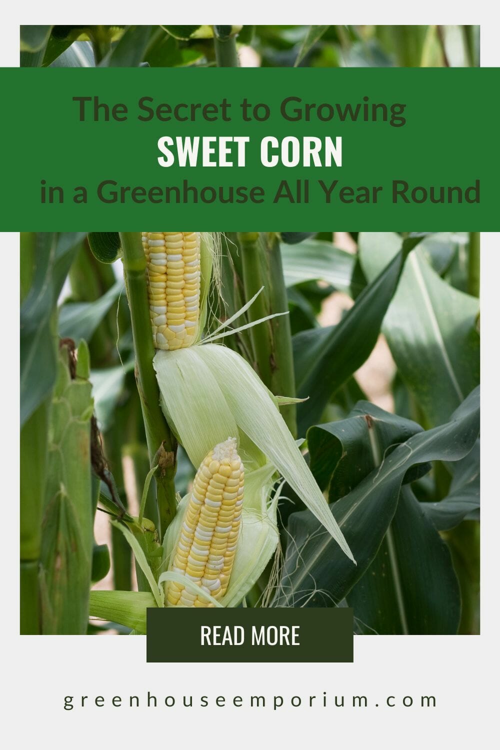 How To Grow Sweet Corn In A Greenhouse | Greenhouse Emporium