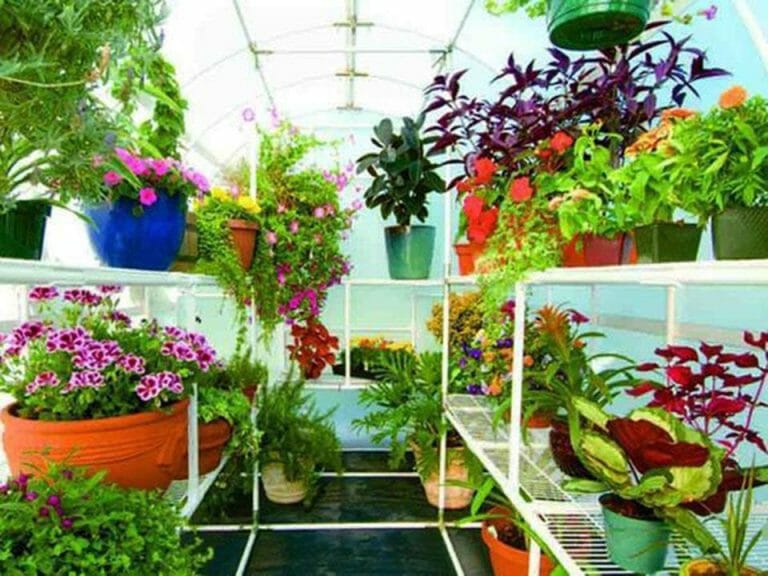 Best Greenhouse Layout: Organize Your Greenhouse