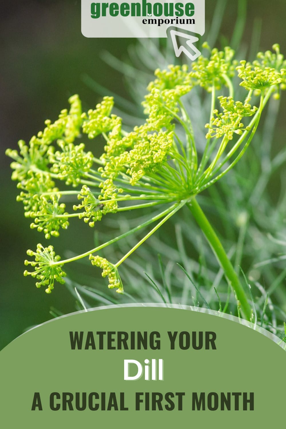 How To Grow Dill In A Greenhouse | Greenhouse Emporium