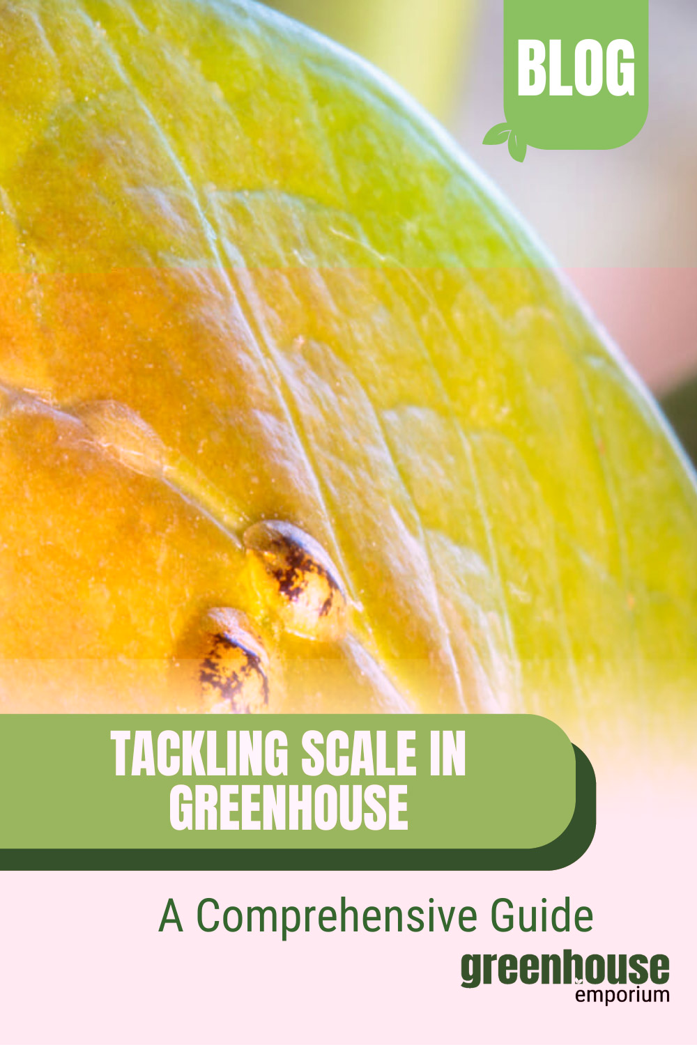 How To Get Rid Of Scale In Your Greenhouse