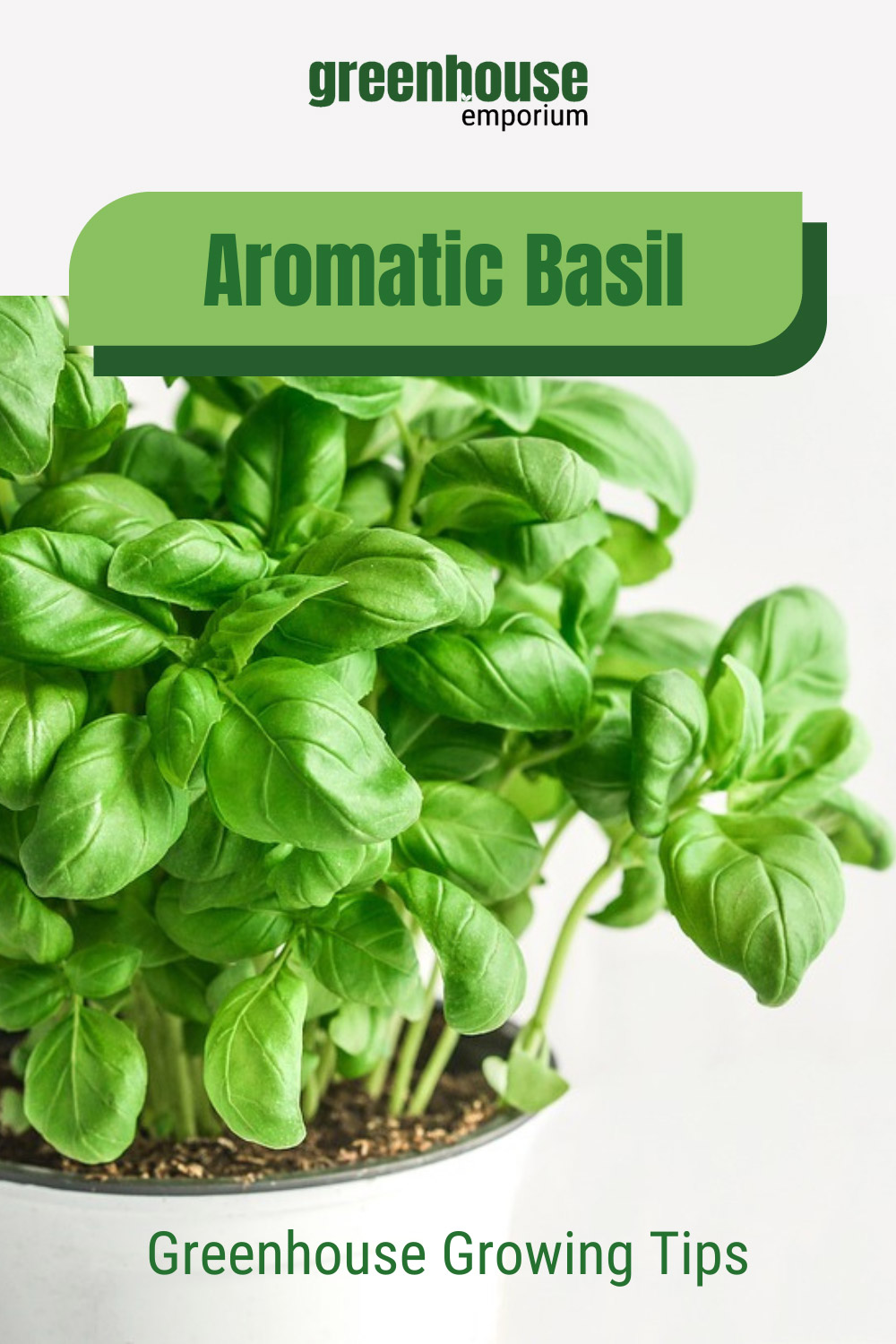How To Grow Basil In A Greenhouse | Greenhouse Emporium