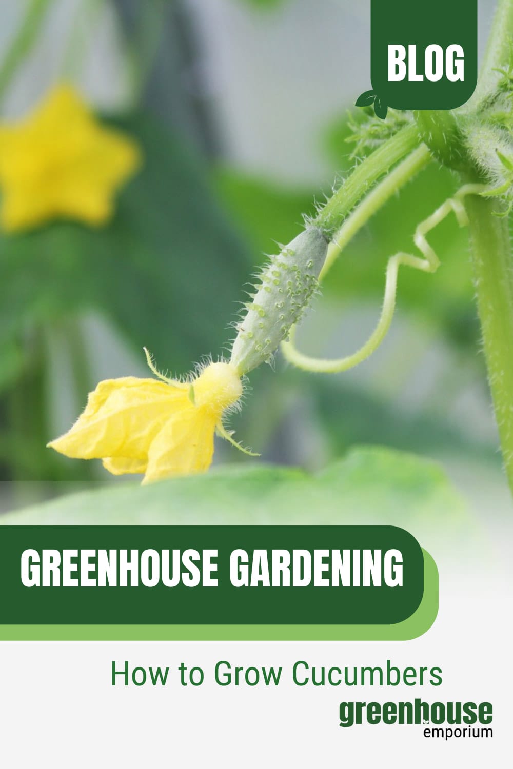 How To Grow Cucumbers In A Greenhouse | Greenhouse Emporium