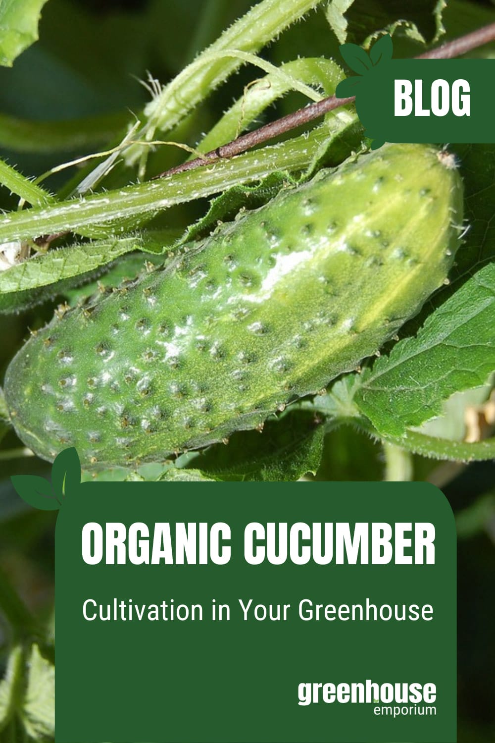 How To Grow Cucumbers In A Greenhouse | Greenhouse Emporium