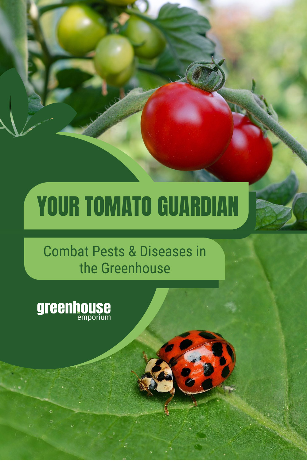 16 Tomato Pests And Diseases That Can Kill Your Greenhouse Tomato Plants