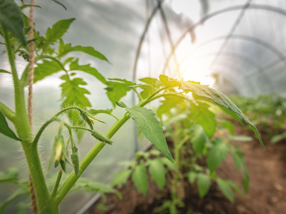 Which Greenhouse Glazing Materials Are Best For Light Transmission ...