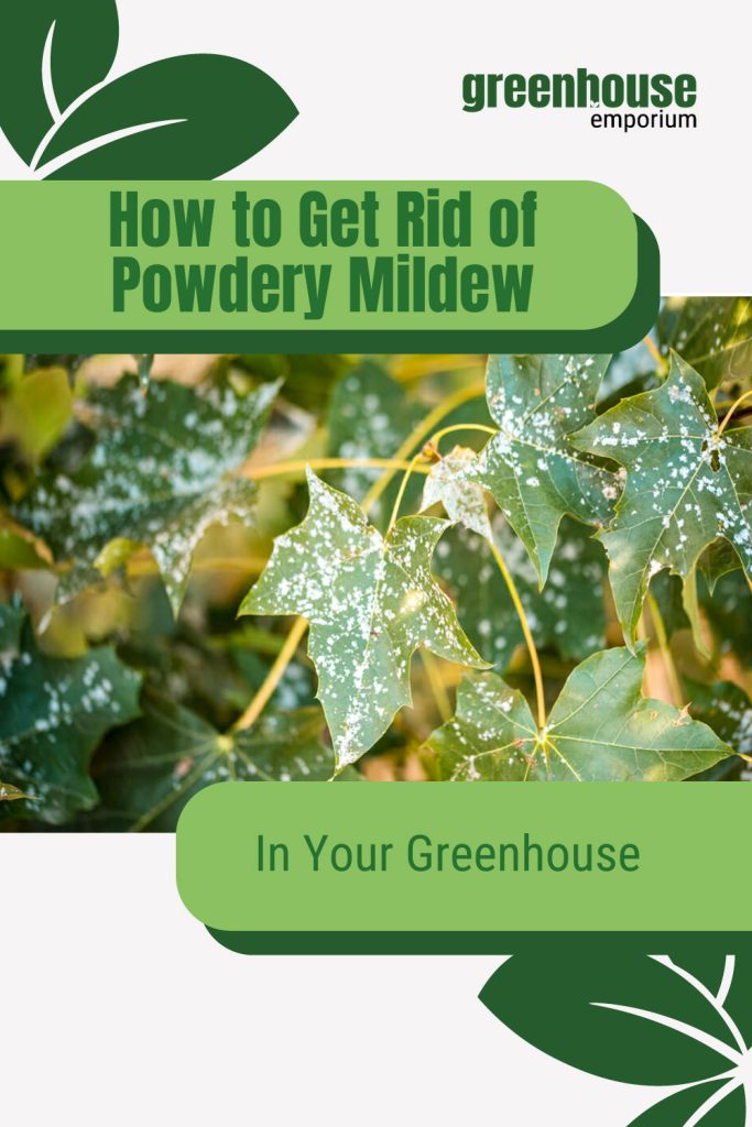 How To Get Rid Of Powdery Mildew In Your Greenhouse